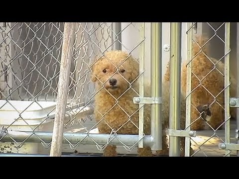 Pennsylvania state reps. introduce legislation that makes pet leasing illegal