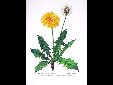 Benefits of dandelion plant