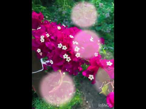 Spring vibe ~ ๐ #lofi #chill #flowers #naturelovers #spring #beautyofnature #naturephotography #art