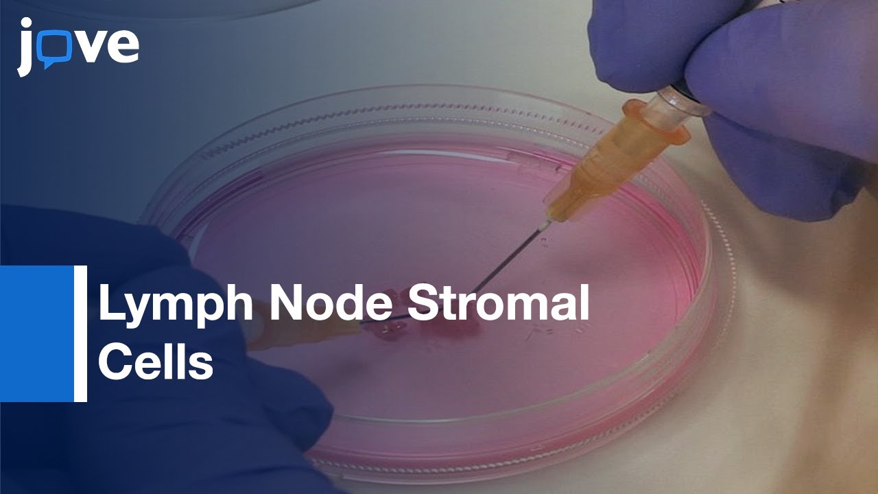 Lymph Node Stromal Cells Isolation | Protocol Preview