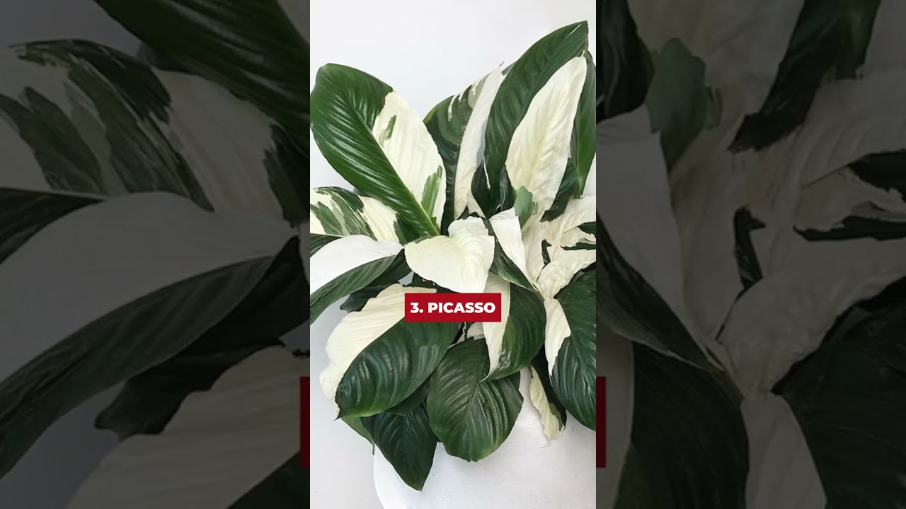 Stunning Variegated Peace Lily Varieties #variegata #peacelily #indoor