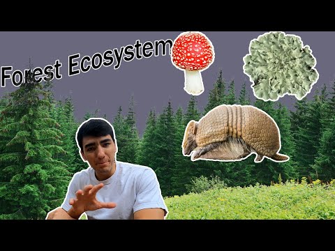 What Is a Forest?