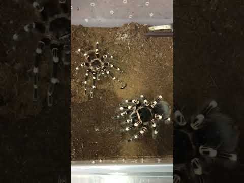 Giant Tarantula mating behavior #shorts #reels