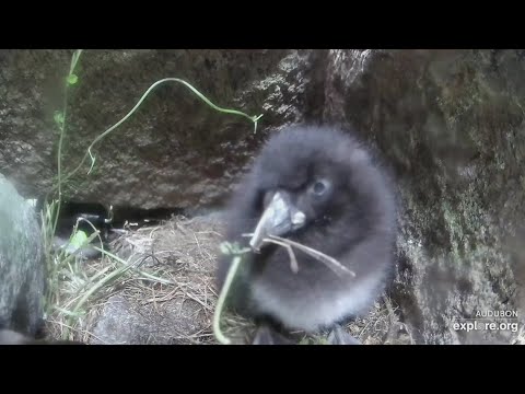 Puffin Watch: Viewers vote on new puffling's name