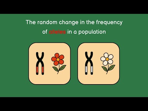Genetic Drift Explained | Bottleneck Effect & Founder Effect with Real Examples