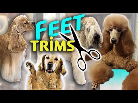 The 5 different DOG TRIM FOOT STYLES
