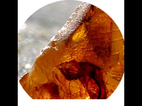 The Magic of Baltic Amber