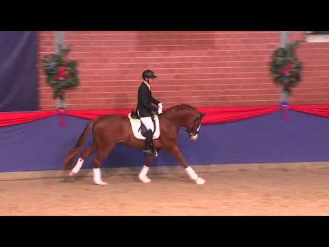 Quaterhit (Quatergold x Sandro Hit x Brentano II)