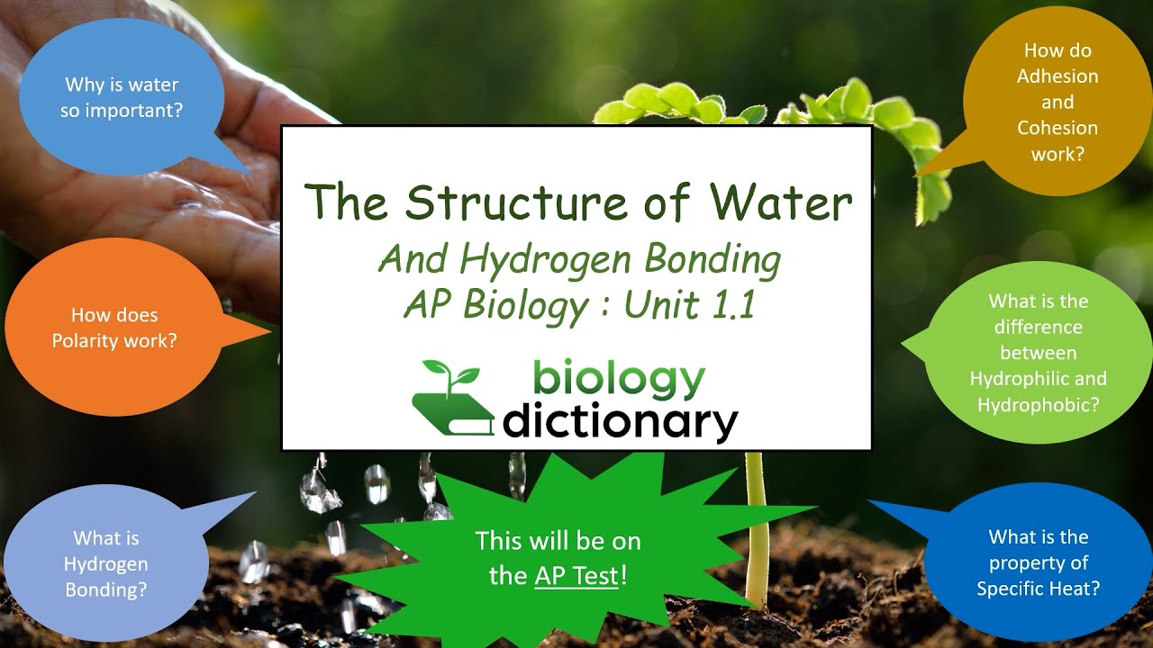 The Structure of Water and Hydrogen Bonding | AP Biology 1.1