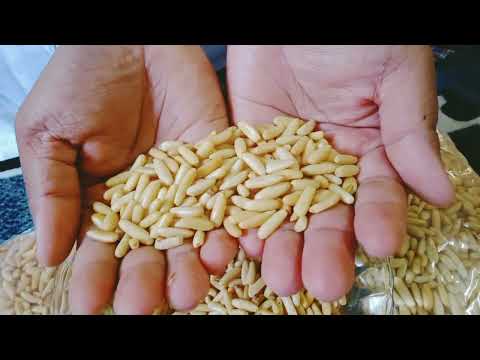 Pine Nuts - Wholesale Price & Mandi Rate for Chilgoza