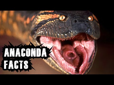 ANACONDA: 10 Facts you have to know about this big snake