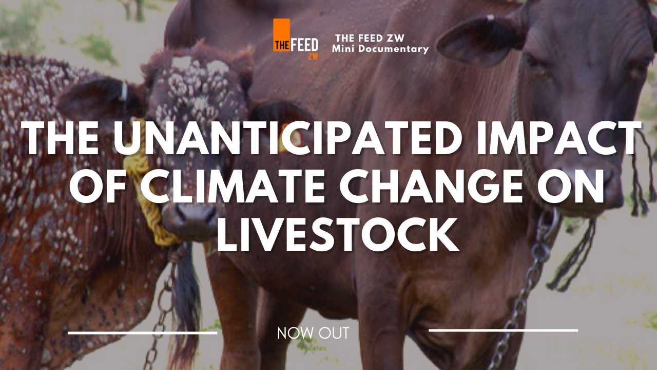 The Unanticipated Impact Of Climate Change On Livestock | Mini Documentary