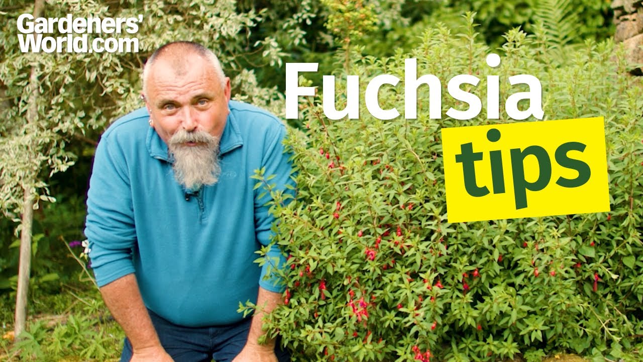 Fabulous FUCHSIAS | David's complete guide to caring for fuchsia plants