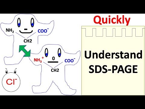 SDS PAGE