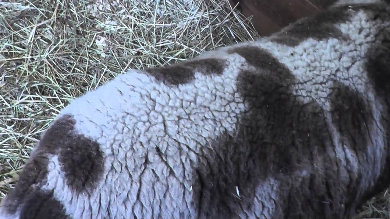 On Location: The Jacob (Sheep)