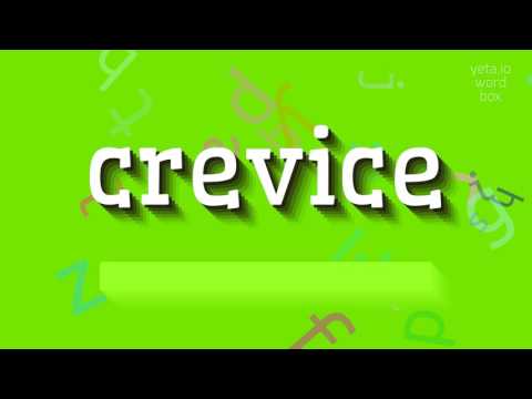 How to say "crevice"! (High Quality Voices)