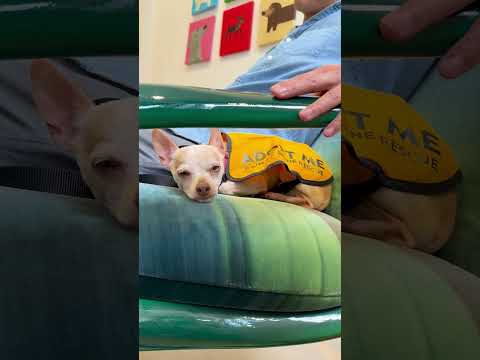 Dog for adoption - Redrum, a Chihuahua Mix in Short Hills, NJ | Petfinder