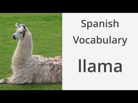 How to say "Llama" in Spanish