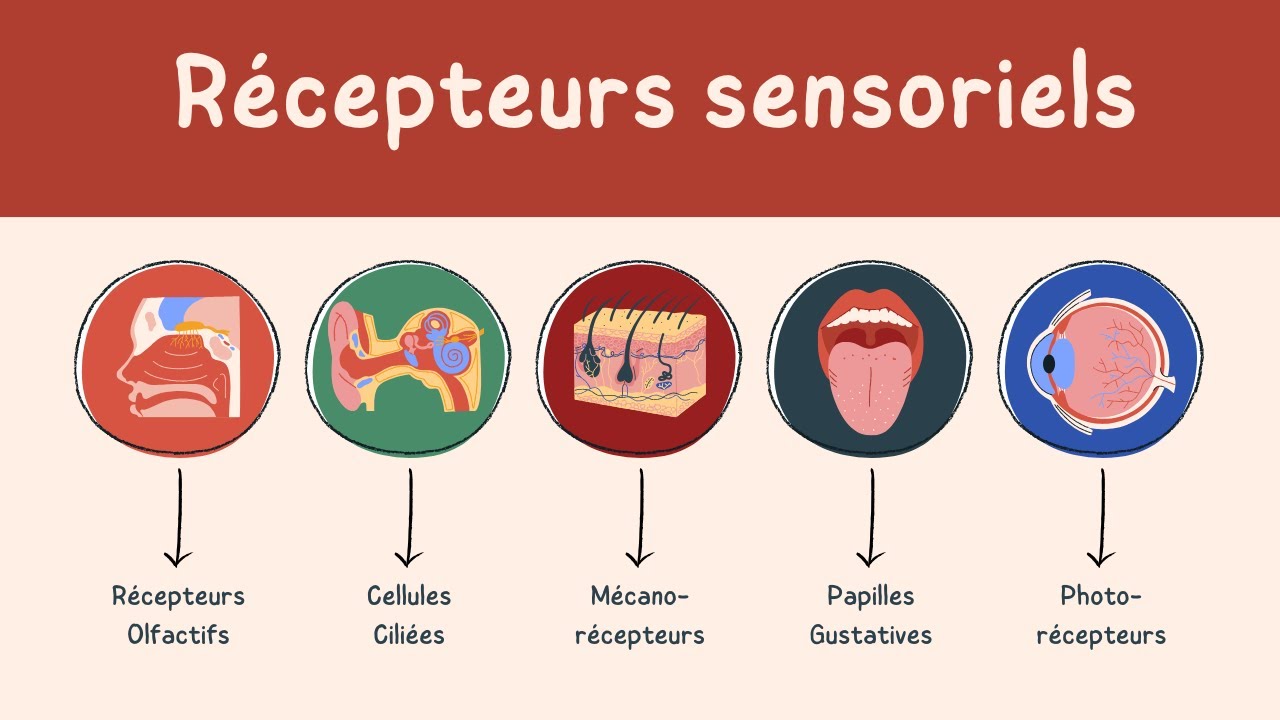 Sensory Receptors: Types, Functions and Role in Perception