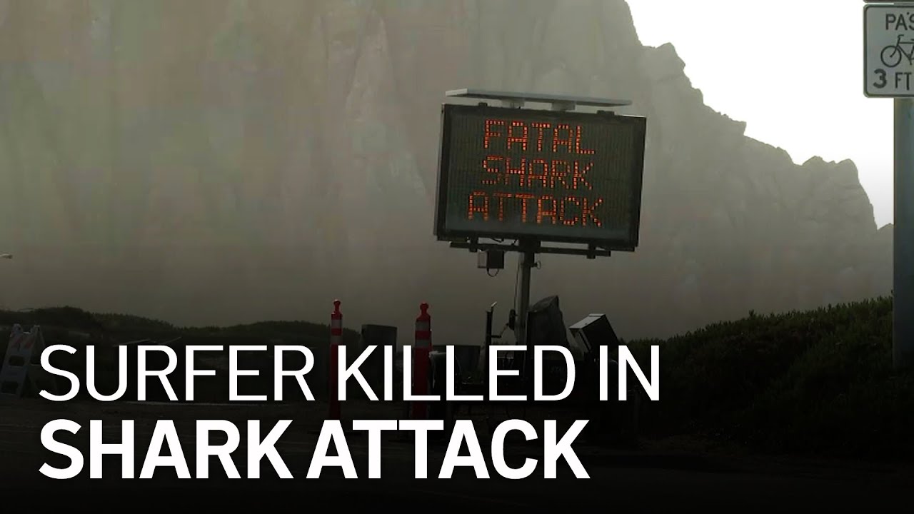 Surfer Killed in Shark Attack at Morro Bay Beach