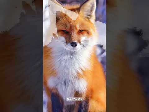 Miles"Tails'prower Cute Edit || Tails The Fox