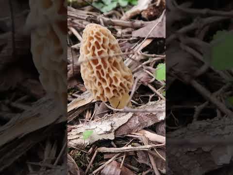 Now That Looks Tasty! Ohio Morels!