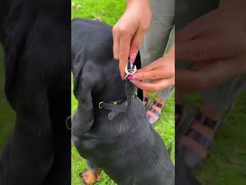 Canny Collar - Game Changer!
