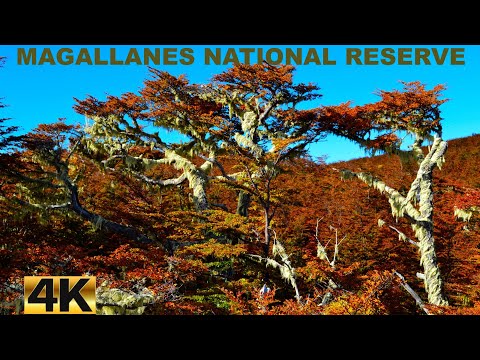 MAGALLANES FOREST RESERVE - 4k