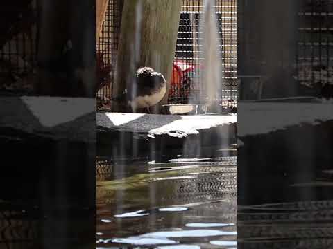 Fun Facts with Katie - Reba, PRWC's Red-breasted Merganser