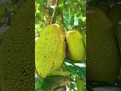 Nangka madu super genjah istimewa #nangkamadu