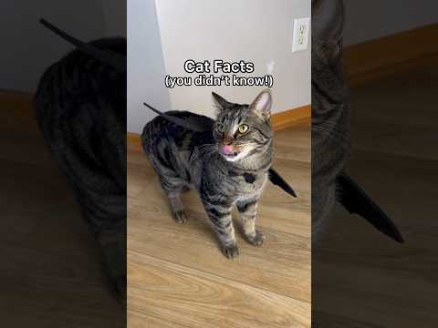 THIS is what your cat’s meow means!