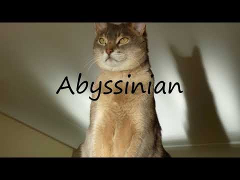 How to Pronounce Abyssinian?