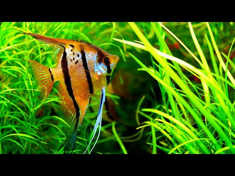 100% REAL Natural Aquarium Store [Tour]