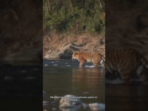 "Tigers of the Wild: A Journey Through Nature's Majesty"