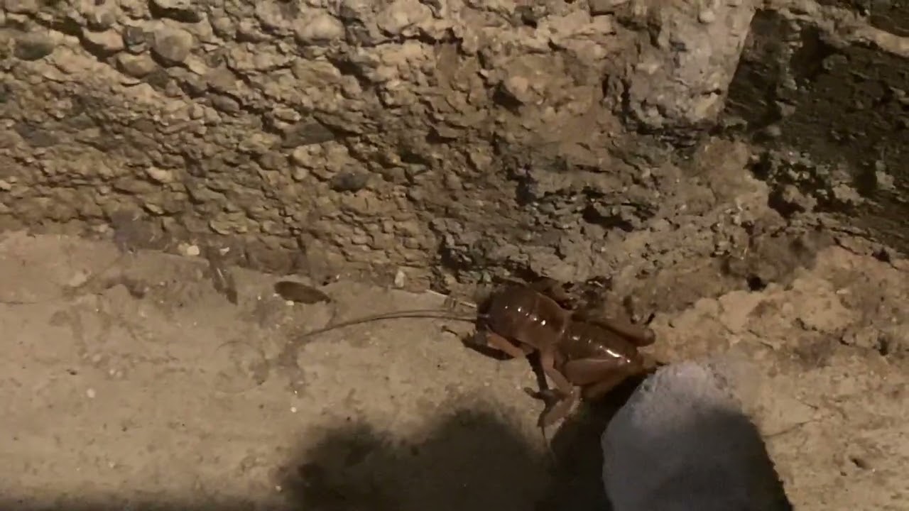 Horrific Hissing Insect from Hell!!!