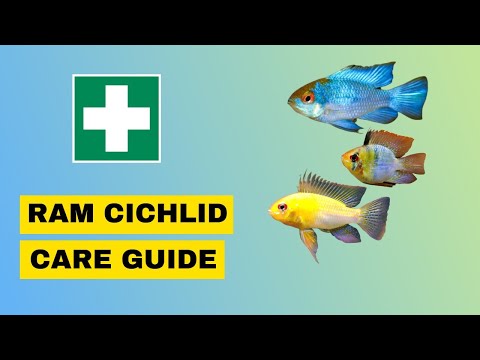 RAM CICHLID CARE GUIDE