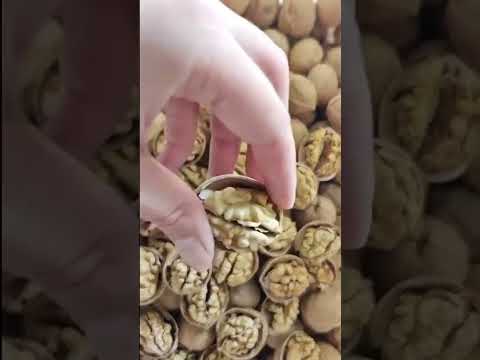Cheap! Cheap! Cheap! Chinese Xinjiang 185 walnut in new crop! whatsapp: +86 13325121361 #walnut #nut