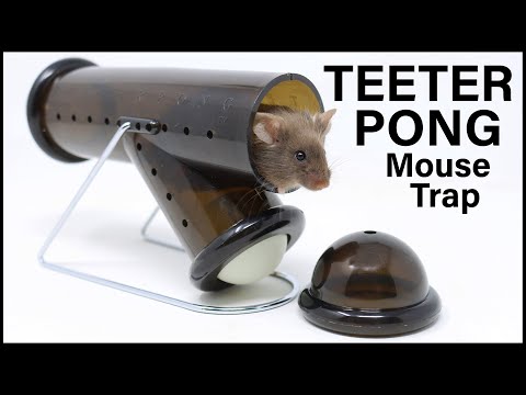 Mousetrap Monday – Shawn Woods | New Mousetrap Videos Every Week