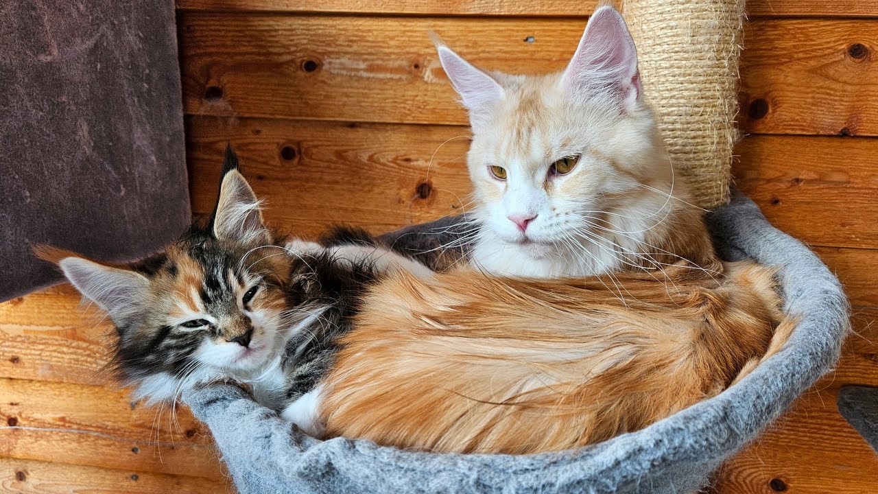Cuddle Time With Mama Ada and Kitten Iris!