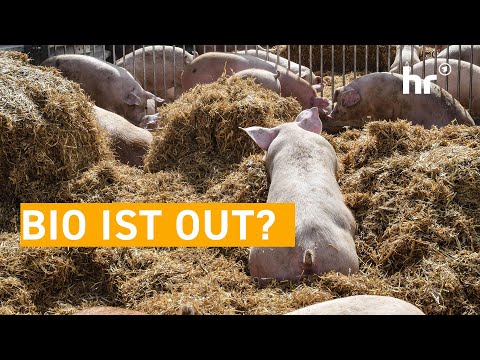 BIO oder BILLIG? Warum am Ende doch der PREIS zählt | mex