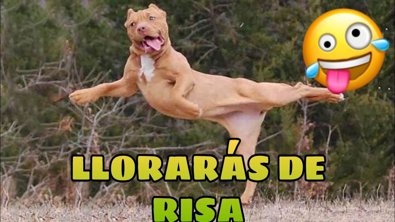 🚨 Este Video te Hará REÍR [99,8% GARANTIZADO] 🙀🐶 Mejores Animales Graciosos del Momento