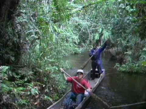 Wild Careers: Gorilla Field Research