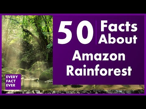 50 Facts About Amazon Rainforest
