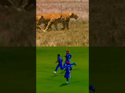 Rashid Khan Azmatullah omarzai Najibullah Zadran ❤️🇦🇫 #cricket #cricketfever #cricketlover