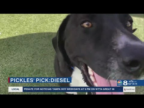 Pickles' Pick