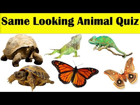 Same Looking Animal Quiz | Find the Difference between the Animal and find its Name | Animals Quiz