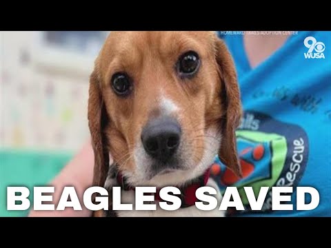 Mission accomplished: All 4,000 beagles rescued from Virginia breeding facility