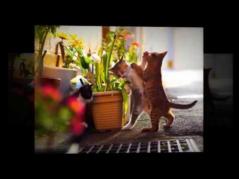 Ninja Cats by Hisakata Hiroyuki And The Result Is Too Purrfect