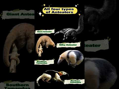 All Four Type of Anteater