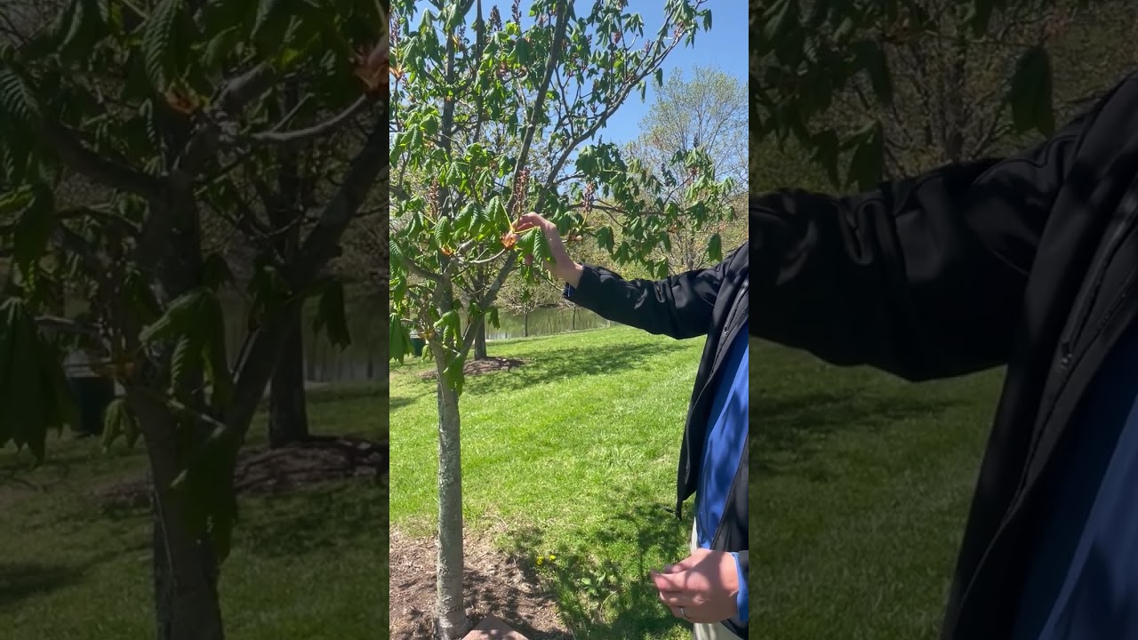 Arbor Day Walk Red Horse Chestnut Tree